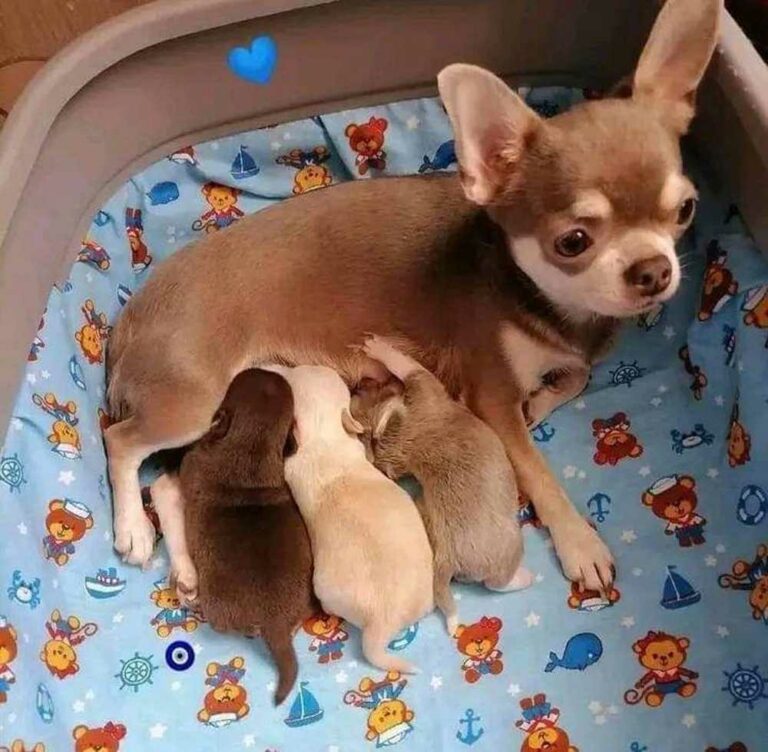 Chihuahua bébés – Les 101 Chihuahuas